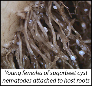 Fungal species naturally suppresses cyst nematodes responsible for ...