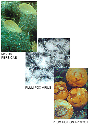 New and Emerging Plant Viruses