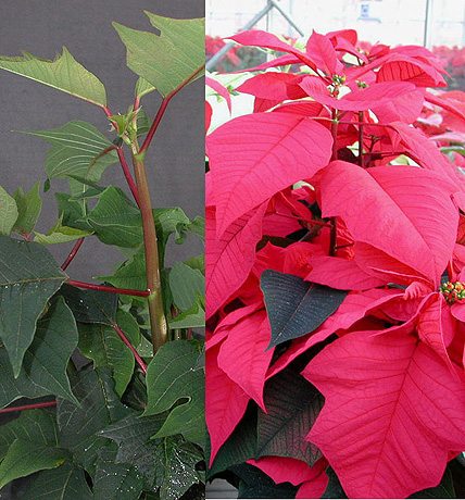 Poinsettia: The Christmas Flower