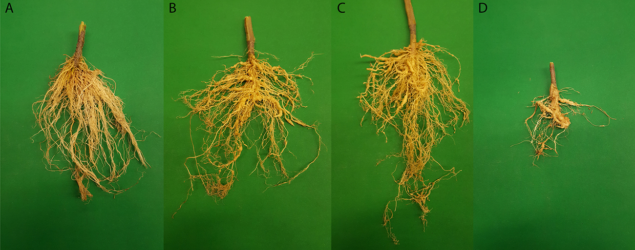 Using A Galling Index To Explore Root-Knot Nematode Biology And ...