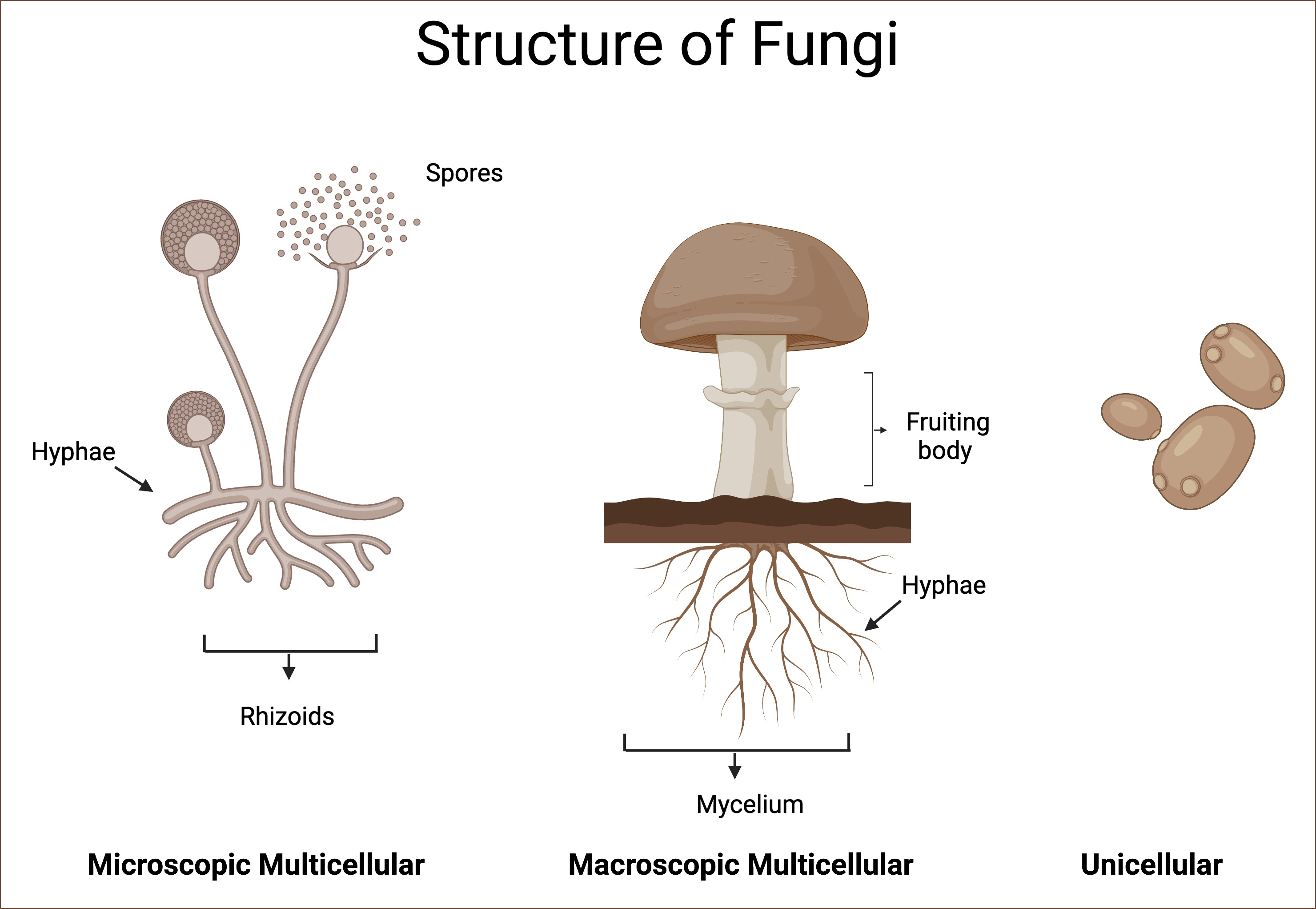 “Micología en Ruedas”: a lesson plan to increase awareness of mycology ...