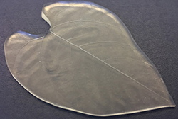 Leaf Surface Replicasts Offer New Insights into the Interplay between ...