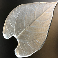Leaf Surface Replicasts Offer New Insights into the Interplay between ...
