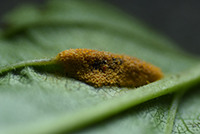 Introduce Students to Sunflower Rust with a New Plant Disease Profile