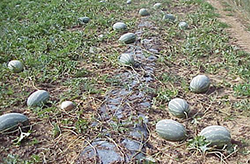 Plant Pathology's Perplexing Past—The Rest of the Story